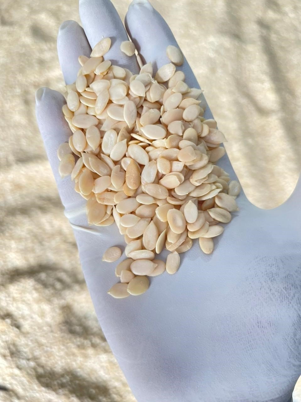 Watermelon Seeds Kernels - Apex International