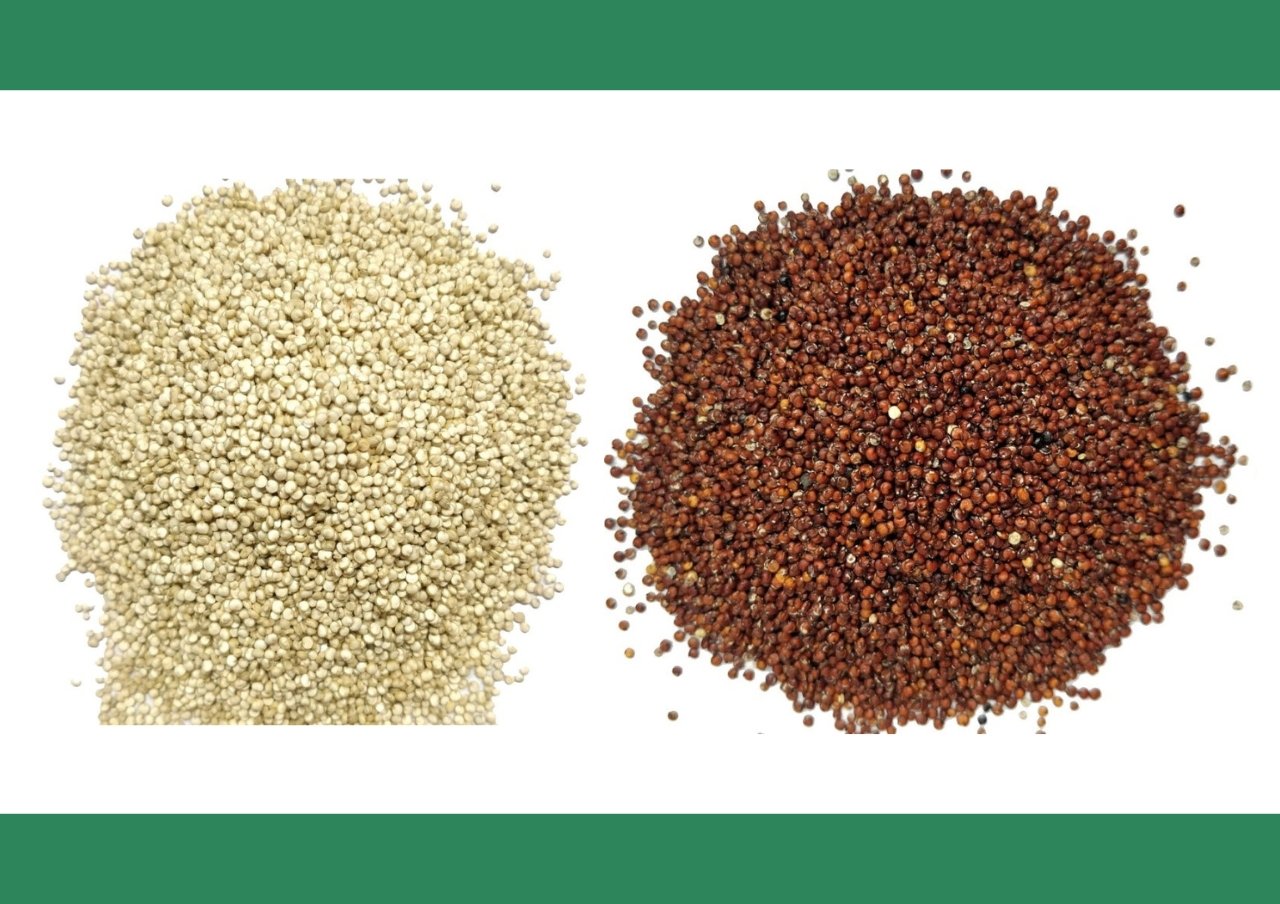 Quinoa Seeds Manufacturers, Supplier & Exporters India